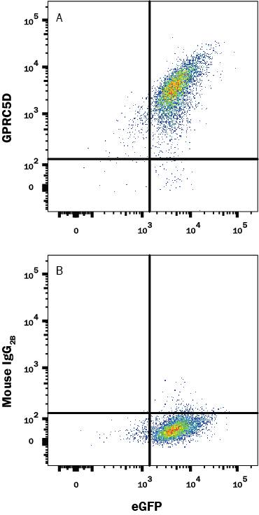 Human GPRC5D MAb (Clone 571961) (MAB6300) by R&D Systems, Part of Bio ...