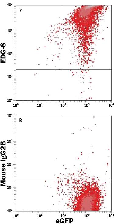 Human/Mouse S1P5/EDG-8 PE-conjugated Antibody (FAB3964P) by R&D Systems, Part of Bio-Techne