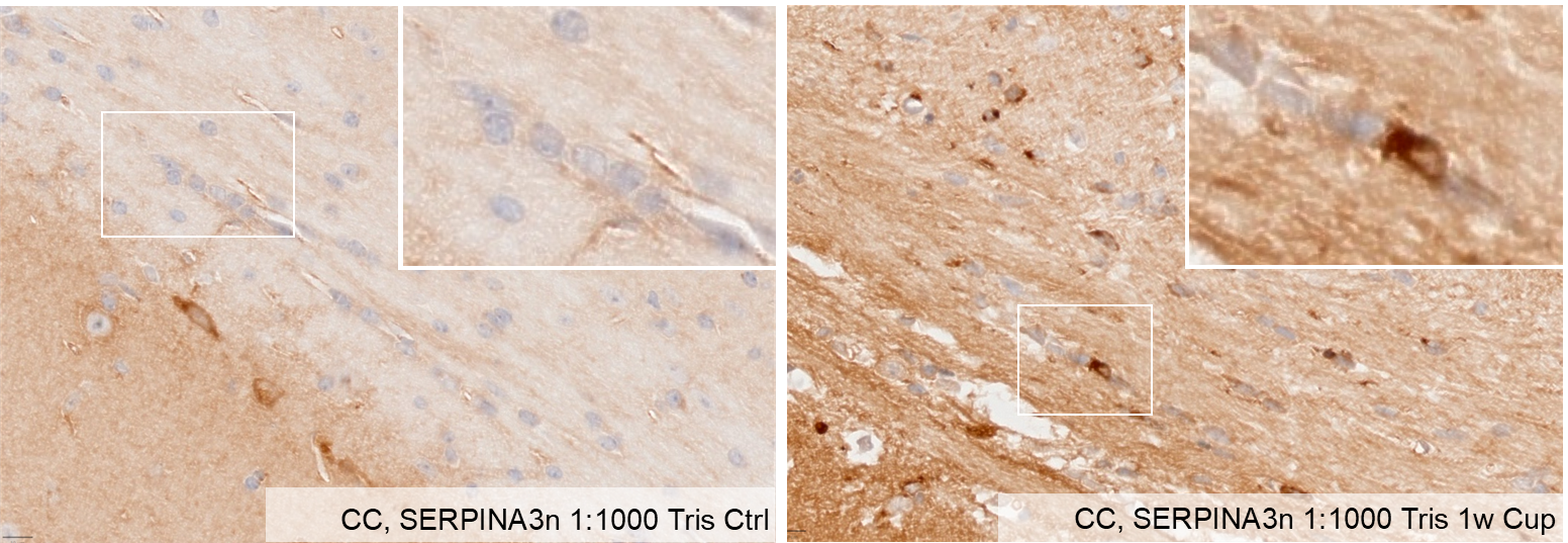 Mouse Serpin A3N Antibody (AF4709) by R&D Systems, Part of Bio-Techne