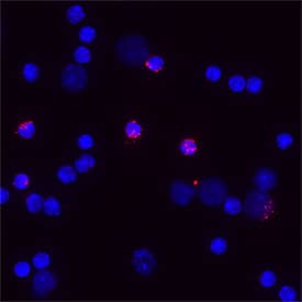 Mouse Granzyme B Biotinylated Antibody (BAF1865) by R&D Systems, Part ...