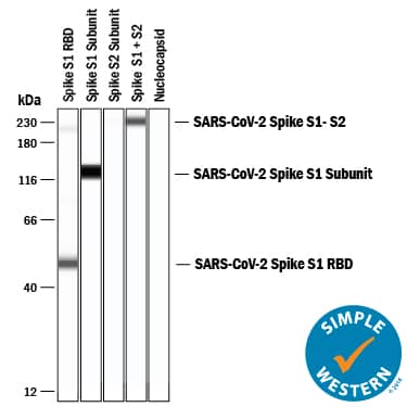 SARS-CoV-2 Spike RBD Antibody (MAB105401) by R&D Systems, Part of Bio-Techne