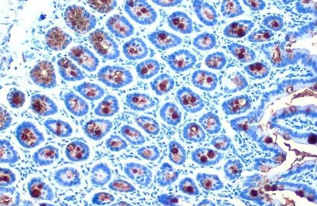 MUC2 Antibody - BSA Free (NBP1-31231) by Novus, Part of Bio-Techne