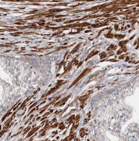 TMC7 Antibody - BSA Free (NBP1-83621) by Novus, Part of Bio-Techne