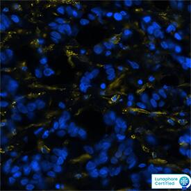 alpha-Smooth Muscle Actin Antibody (1A4/asm-1) - BSA Free (NBP2-33006 ...