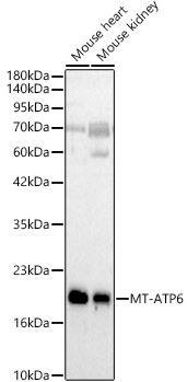MT-ATP6 Antibody - Azide and BSA Free (NBP3-05579) by Novus, Part of ...