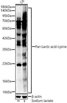 Lactyl-Lysine Antibody - BSA Free (NBP3-15602) by Novus, Part of Bio-Techne