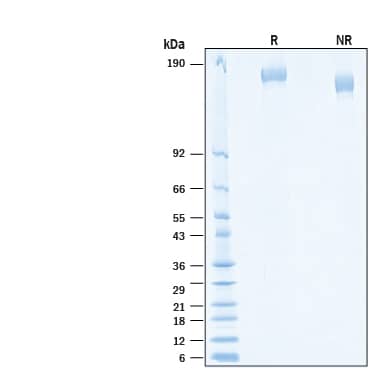 Recombinant SARS-CoV-2 Spike (GCN4-IZ) Avi-tag Protein, CF (AVI10561) | Bio-Techne