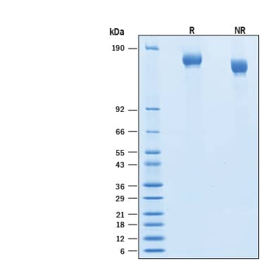 Recombinant SARS-CoV-2 B.1.1.7 S GCN4-IZ Avi-tag Protein, CF (AVI10796) by R&D Systems, Part of ...