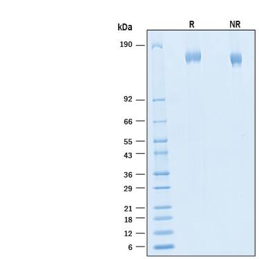 Recombinant SARS-CoV-2 BA.2 S (GCN4-IZ) Avi His Protein, CF (AVI11109) | Bio-Techne