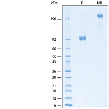 Recombinant Human IL-6R alpha Fc Chimera Avi-tag Protein, CF (AVI11257) by R&D Systems, Part of ...