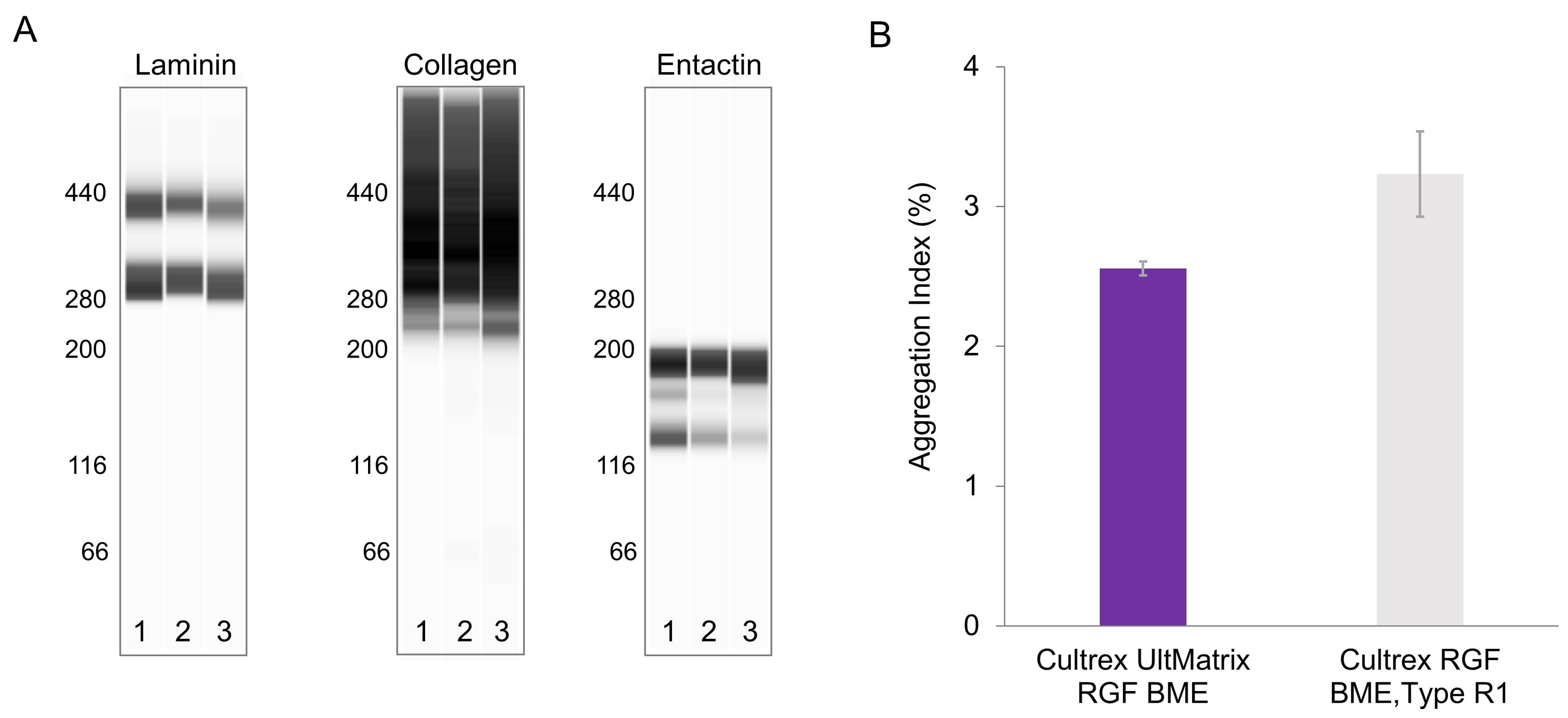 Cultrex UltiMatrix Reduced Growth Factor Basement Membrane Extract ...