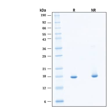 Recombinant Human FGF basic/FGF2/bFGF GMP Protein, CF (BT-FGFB-GMP) by R&D Systems, Part of Bio ...