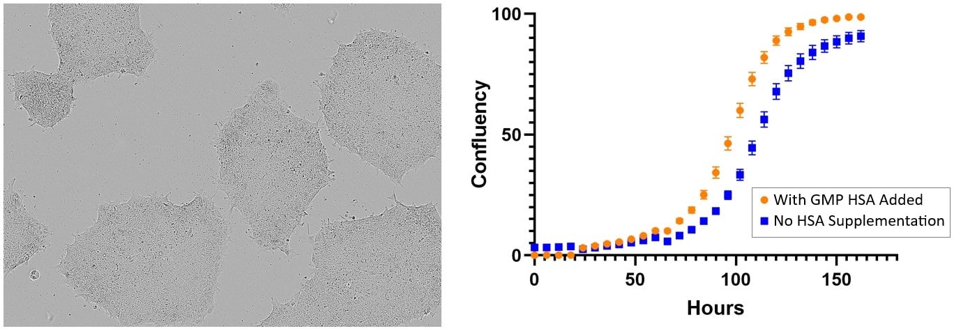 GMP Recombinant Human Serum Albumin (HSA01-GMP-50ML) by R&D Systems ...