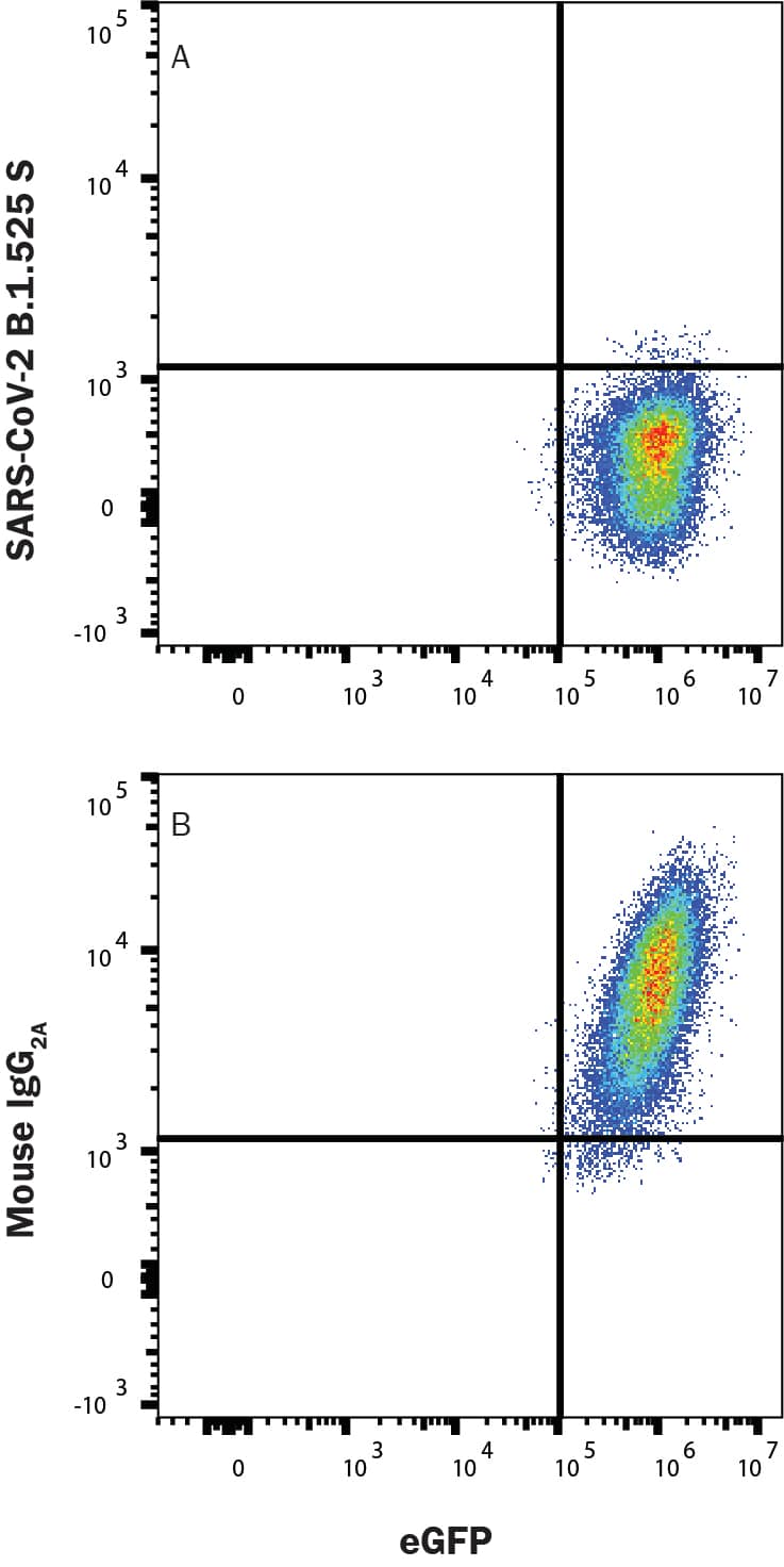 SARS-CoV-2 Spike RBD Antibody (MAB11292) by R&D Systems, Part of Bio-Techne