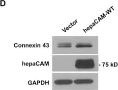 Human HepaCAM Antibody (MAB4108) by R&D Systems, Part of Bio-Techne