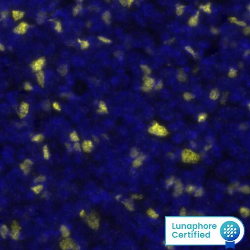 Human/Mouse FoxP3 Antibody (MAB8214) by R&D Systems, Part of Bio-Techne