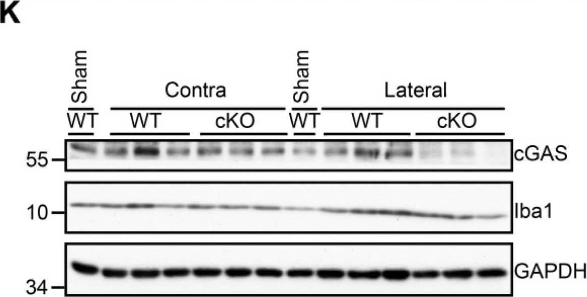 AIF-1/Iba1 Antibody (NB100-1028) | Bio-Techne