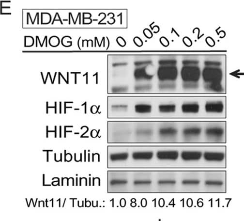 HIF-1 alpha Antibody (H1alpha67) (NB100-105) | Bio-Techne