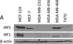 IRF5 Antibody (NB100-1092) | Bio-Techne