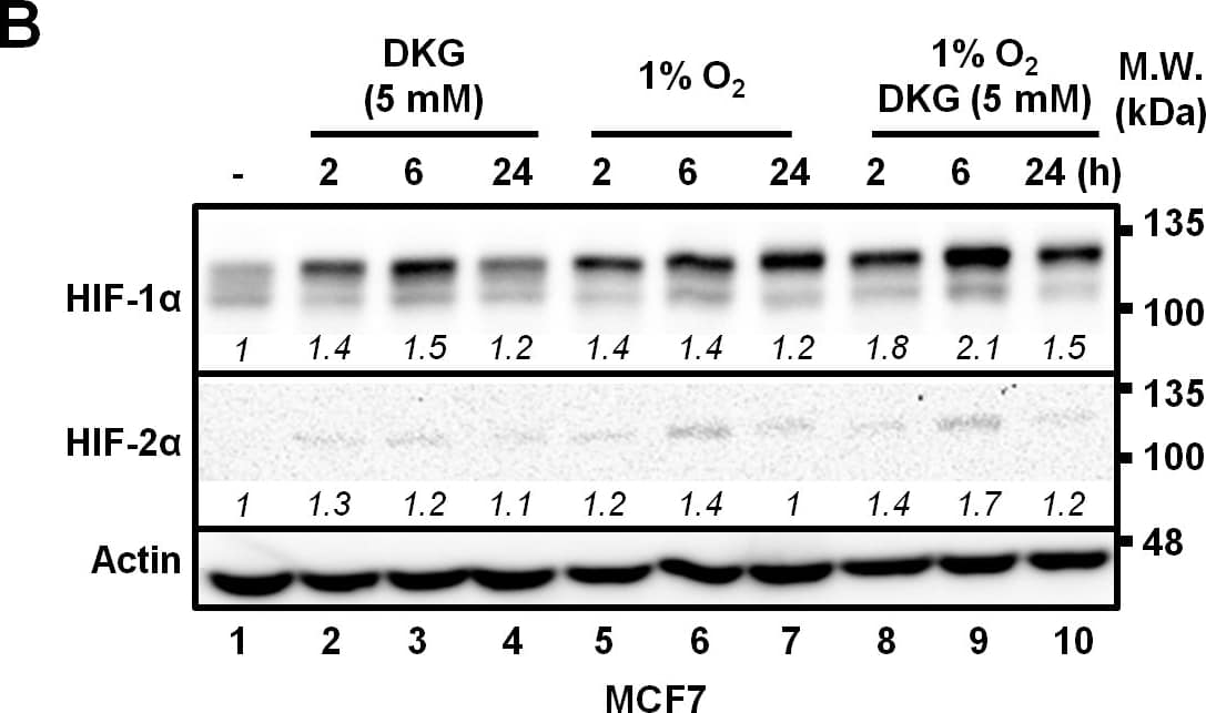 HIF-2 alpha/EPAS1 Antibody - BSA Free (NB100-122) | Bio-Techne