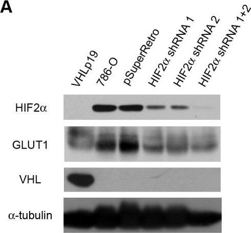 HIF-2 alpha/EPAS1 Antibody - BSA Free (NB100-122) | Bio-Techne