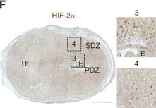 HIF-2 alpha/EPAS1 Antibody - BSA Free (NB100-122) | Bio-Techne