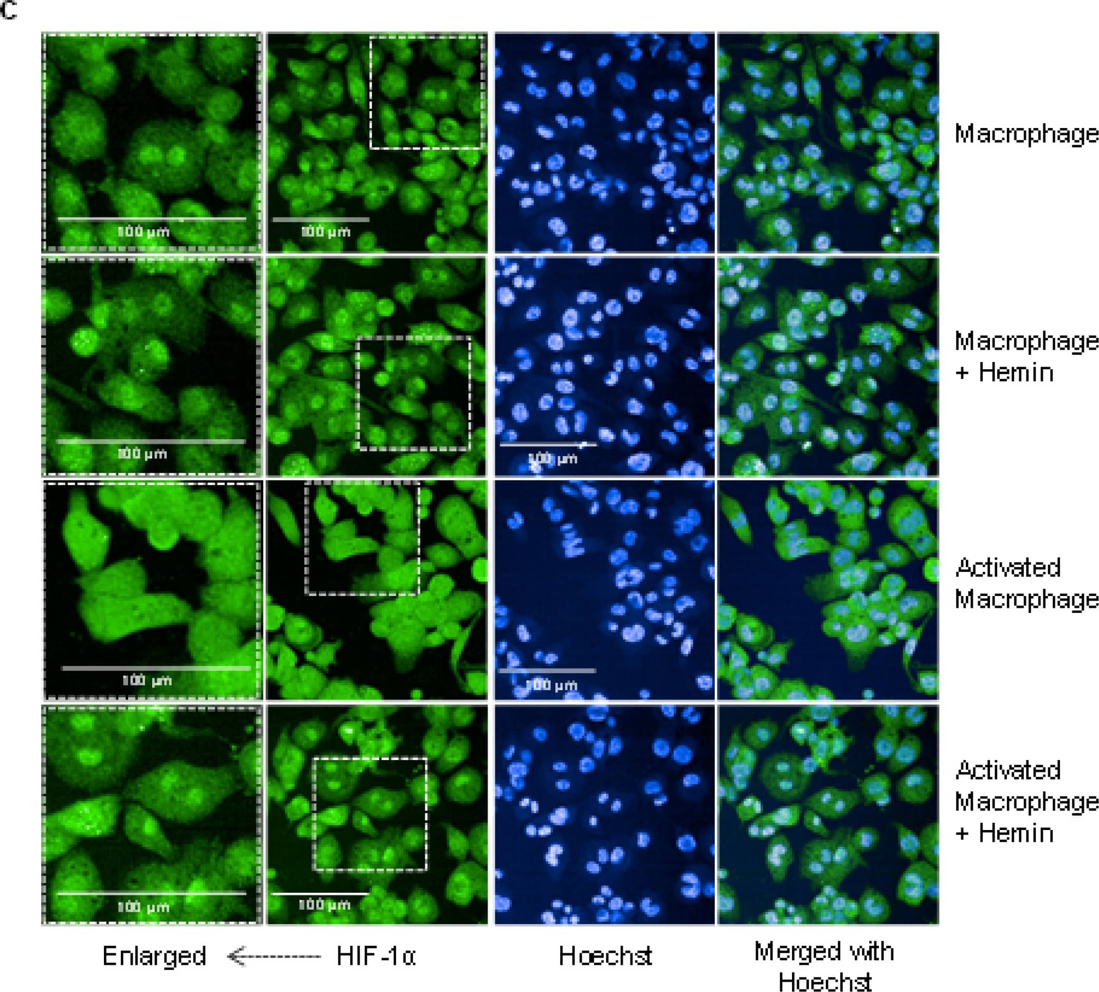 HIF-1 alpha Antibody - BSA Free (NB100-134) | Bio-Techne