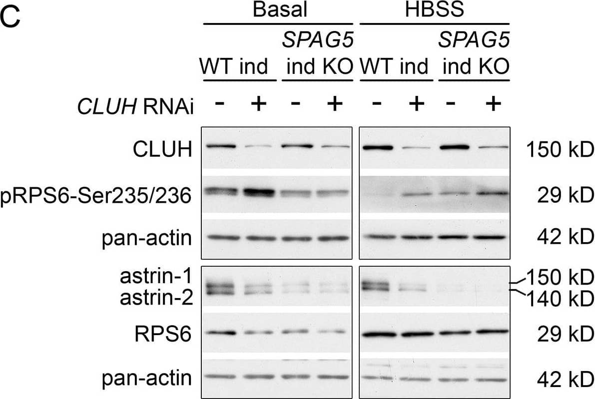 Ribosomal Protein S6/RPS6 Antibody (NB100-1595) by Novus, Part of Bio ...