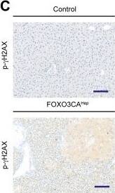 Histone H2AX [p Ser139] Antibody (NB100-2280) | Bio-Techne