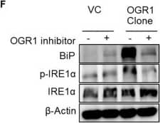 IRE1 alpha [p Ser724] Antibody - BSA Free (NB100-2323) | Bio-Techne