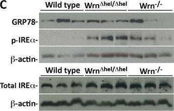 IRE1 alpha [p Ser724] Antibody - BSA Free (NB100-2323) | Bio-Techne