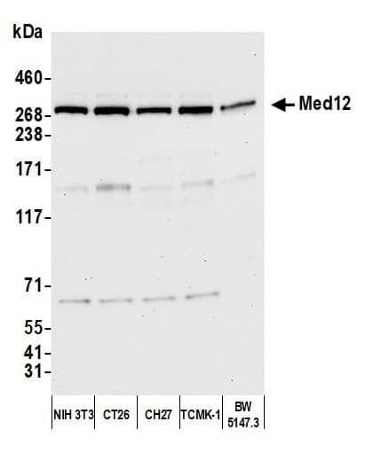 MED12 Antibody - BSA Free (NB100-2357) by Novus, Part of Bio-Techne