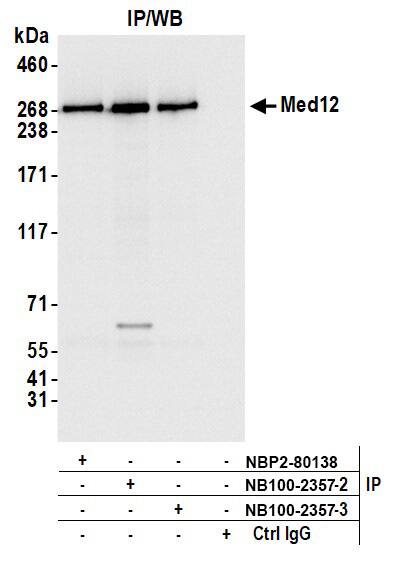 MED12 Antibody - BSA Free (NB100-2357) by Novus, Part of Bio-Techne