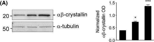 AlphaB Crystallin/CRYAB Antibody (NB100-2519) | Bio-Techne