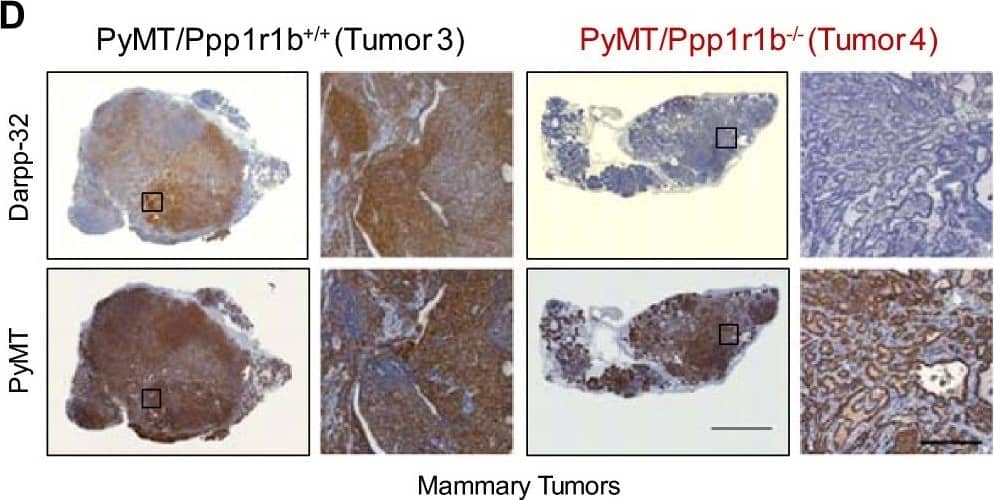 Polyoma Virus, Medium T Antigen Antibody (PyMT) - BSA Free (NB100-2749 ...