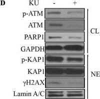 Histone H2AX [p Ser139] Antibody (NB100-384) | Bio-Techne