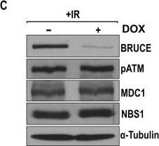 MDC1 Antibody (NB100-395) | Bio-Techne