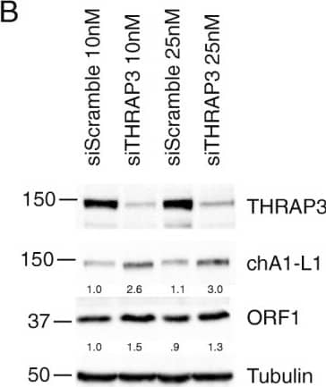 THRAP3 Antibody (NB100-40848) by Novus, Part of Bio-Techne