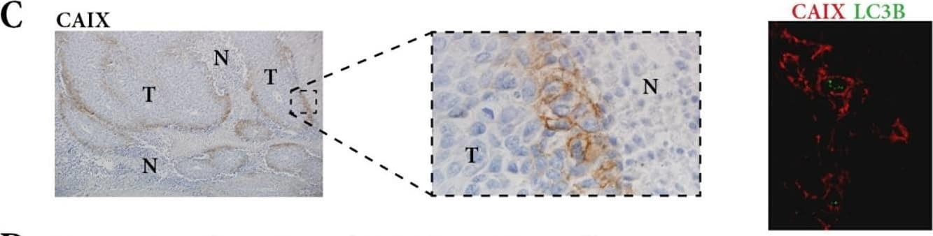 Carbonic Anhydrase IX/CA9 Antibody - BSA Free (NB100-417) | Bio-Techne