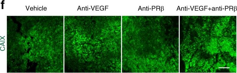Carbonic Anhydrase IX/CA9 Antibody - BSA Free (NB100-417) | Bio-Techne