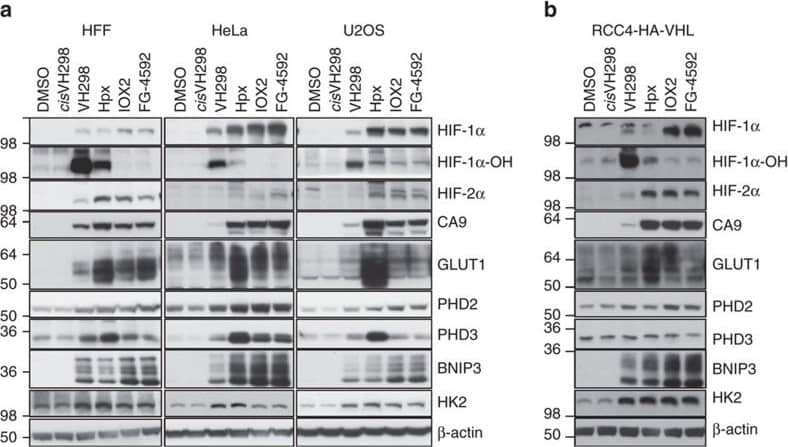 Carbonic Anhydrase IX/CA9 Antibody - BSA Free (NB100-417) | Bio-Techne