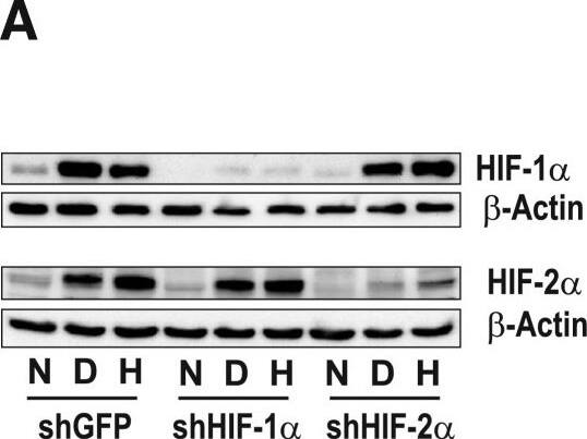 HIF-1 alpha Antibody (NB100-449) | Bio-Techne