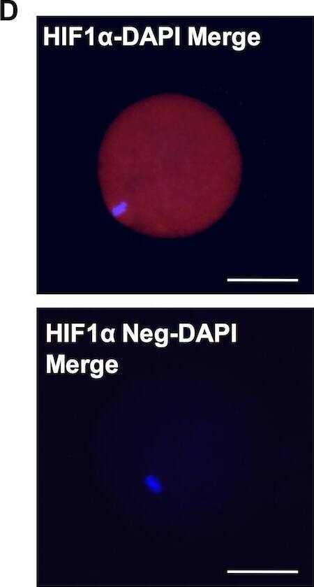 HIF-1 alpha Antibody - BSA Free (NB100-479) | Bio-Techne