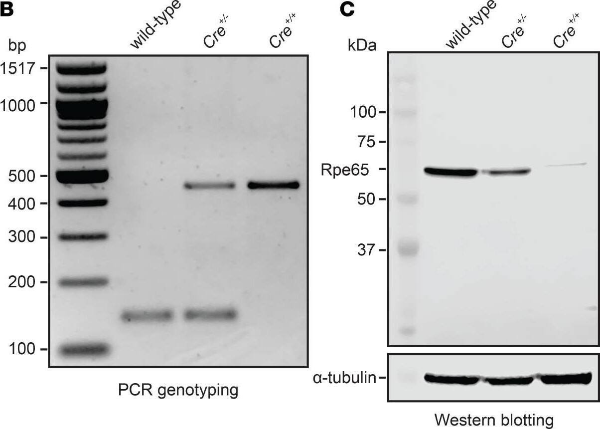 Cre Antibody (NB100-56134) | Bio-Techne