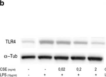 TLR4 Antibody (76B357.1) - BSA Free (NB100-56566) | Bio-Techne