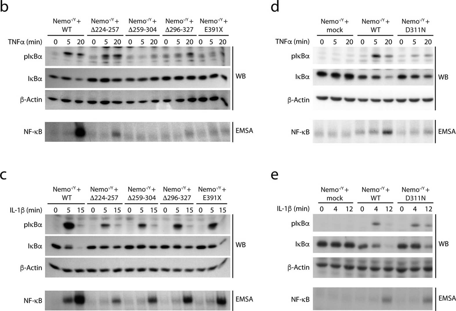 IKK alpha Antibody (14A231) - BSA Free (NB100-56704) | Bio-Techne