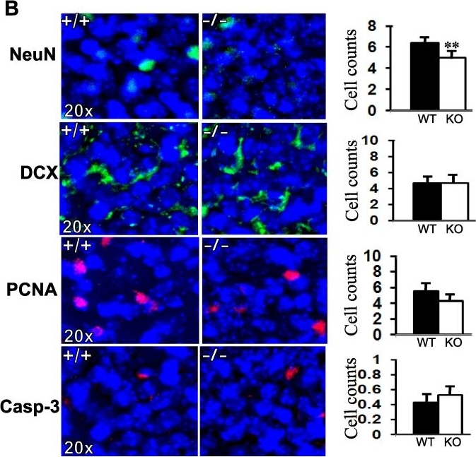 Caspase-3 Antibody (31A1067) - (Pro and Active) - BSA Free (NB100-56708 ...