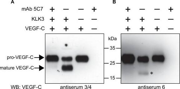 VEGF-C Antibody (NB110-61022) | Bio-Techne