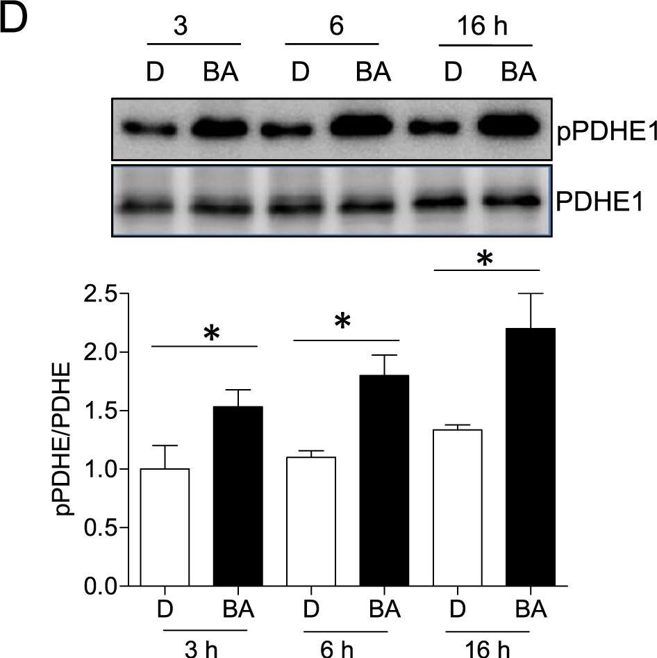 Pyruvate Dehydrogenase E1-alpha subunit [p Ser293] Antibody - BSA Free ...