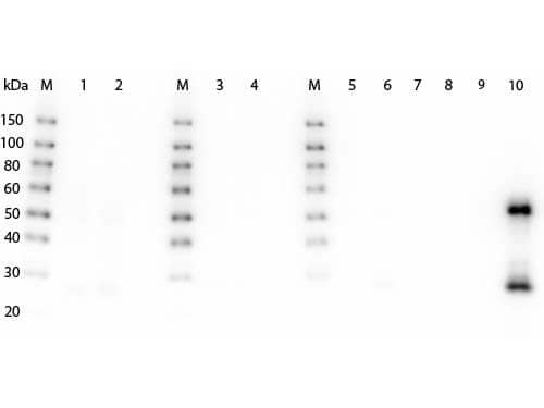 Goat F(ab')2 anti-Mouse IgG (H+L) Secondary Antibody [HRP] (Pre-adsorbed) (NB120-5870) by Novus ...